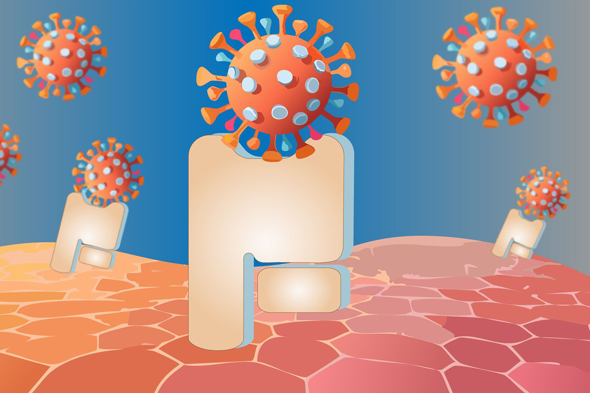 Baldrigde Lab reveals druggable targets against Astroviruses - Division ...