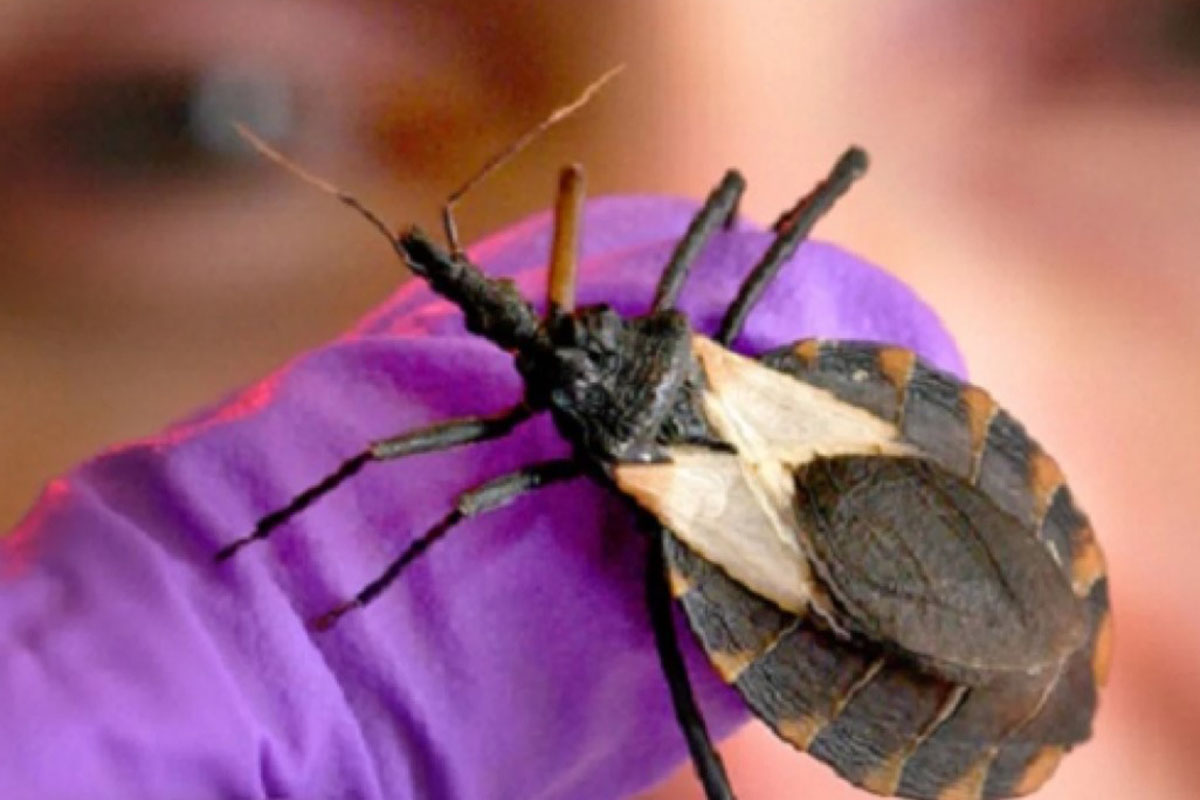 Philip Budge, MD, PhD weighs in on classification of "kissing bug ...